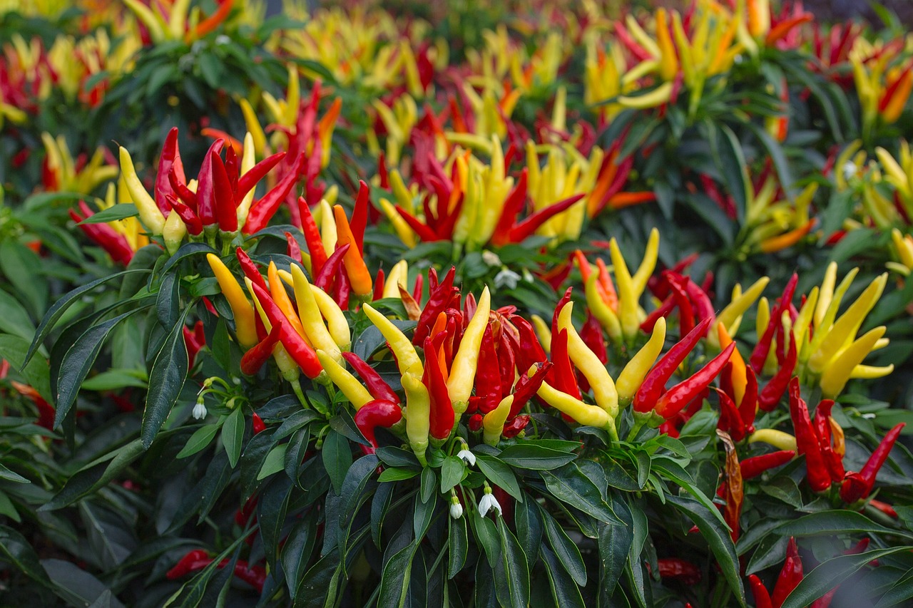 Piment : Propriétés, Bienfaits et Applications en Phytothérapie ...