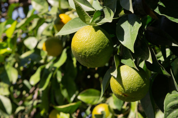 Bigaradier : Propriétés, Bienfaits et Applications en Phytothérapie ...