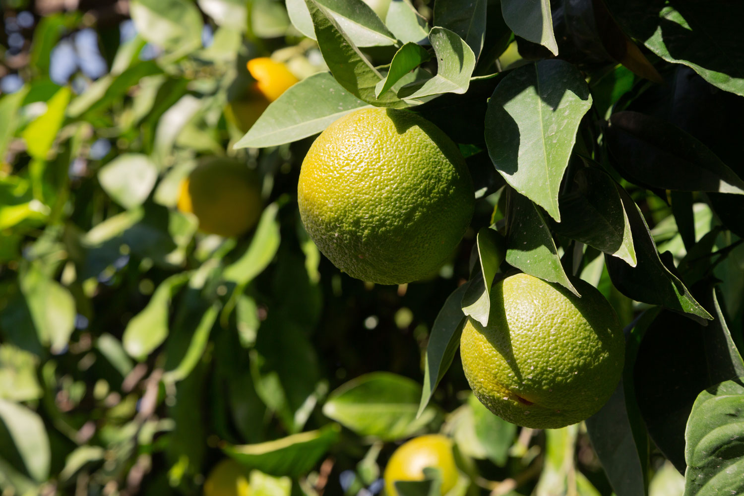 Bigaradier : Propriétés, Bienfaits et Applications en Phytothérapie ...