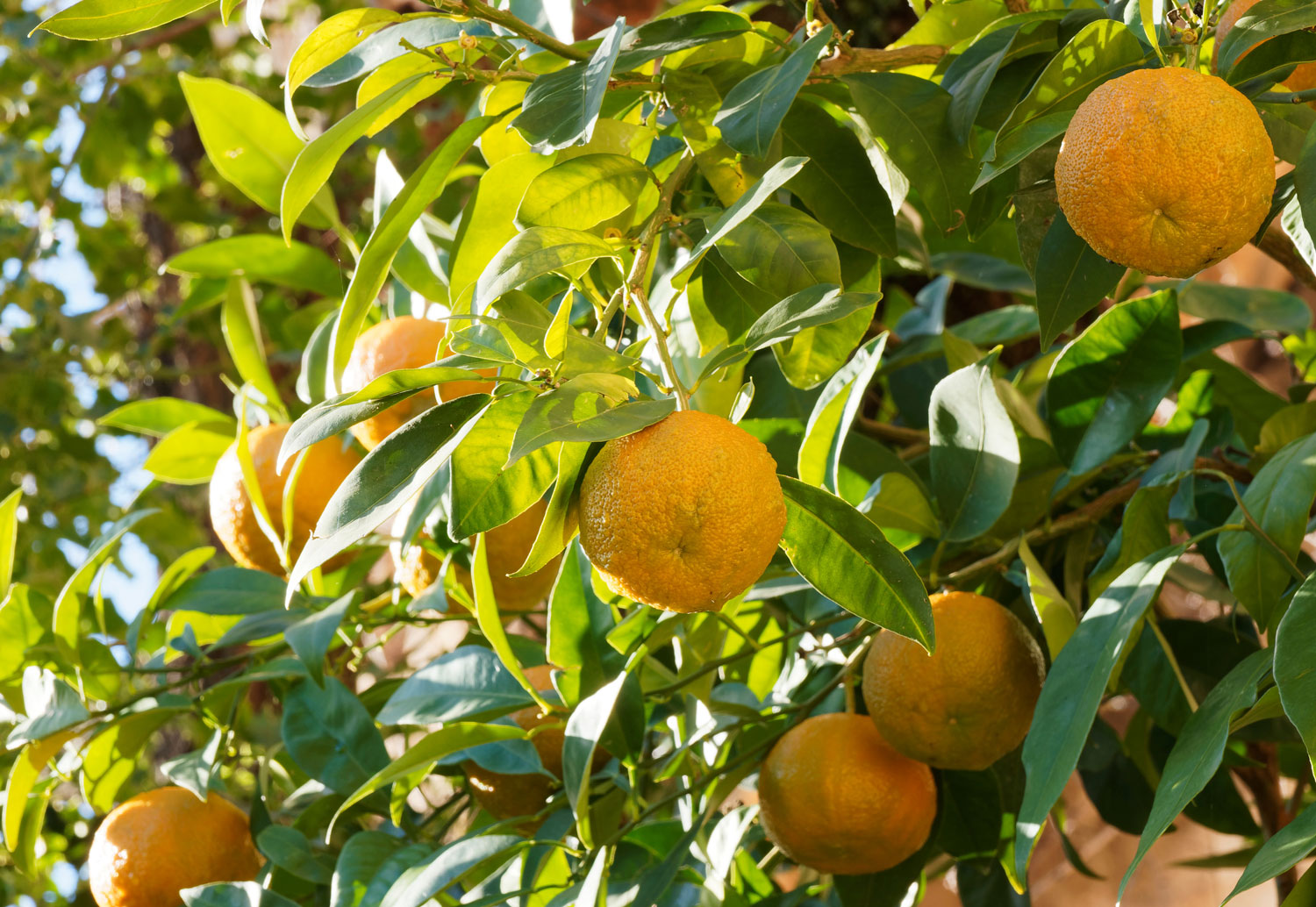 Bigaradier : Propriétés, Bienfaits et Applications en Phytothérapie ...
