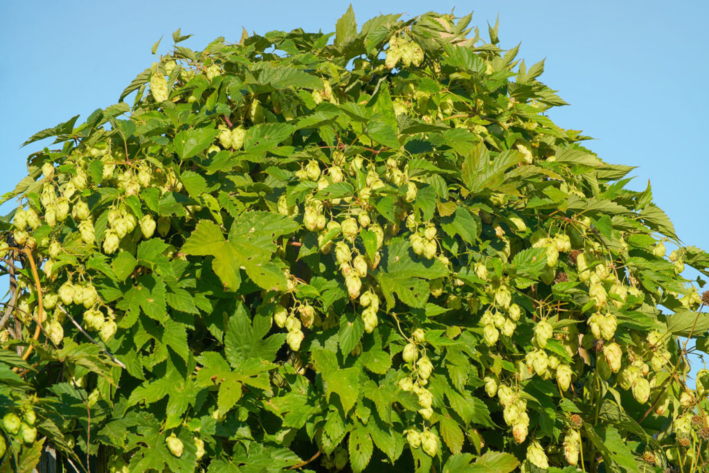 Bryone dioïque : Propriétés, Bienfaits et Applications en Phytothérapie ...