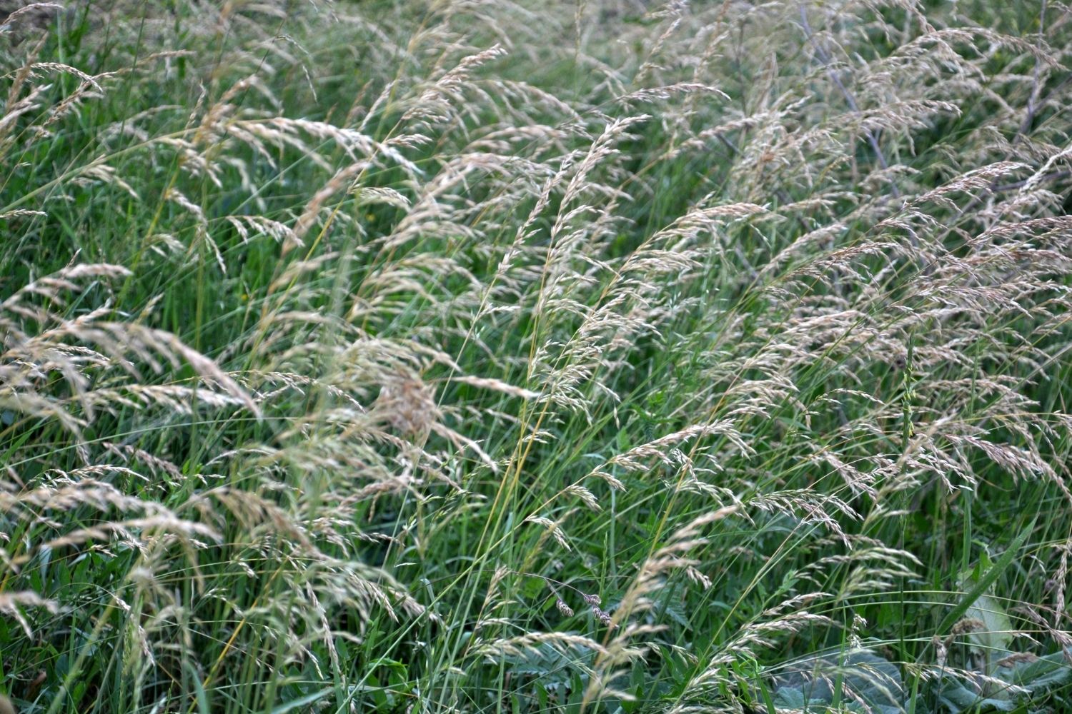 Fromental : Propriétés, Bienfaits et Applications en Phytothérapie ...