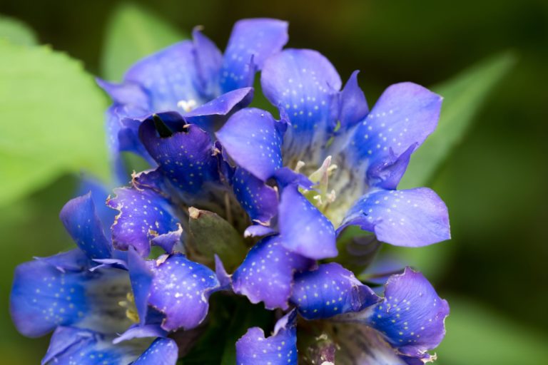 Gentiane : Propriétés, Bienfaits et Applications en Phytothérapie ...