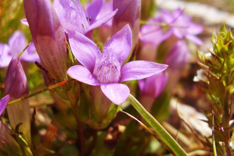 Gentiane : Propriétés, Bienfaits et Applications en Phytothérapie ...