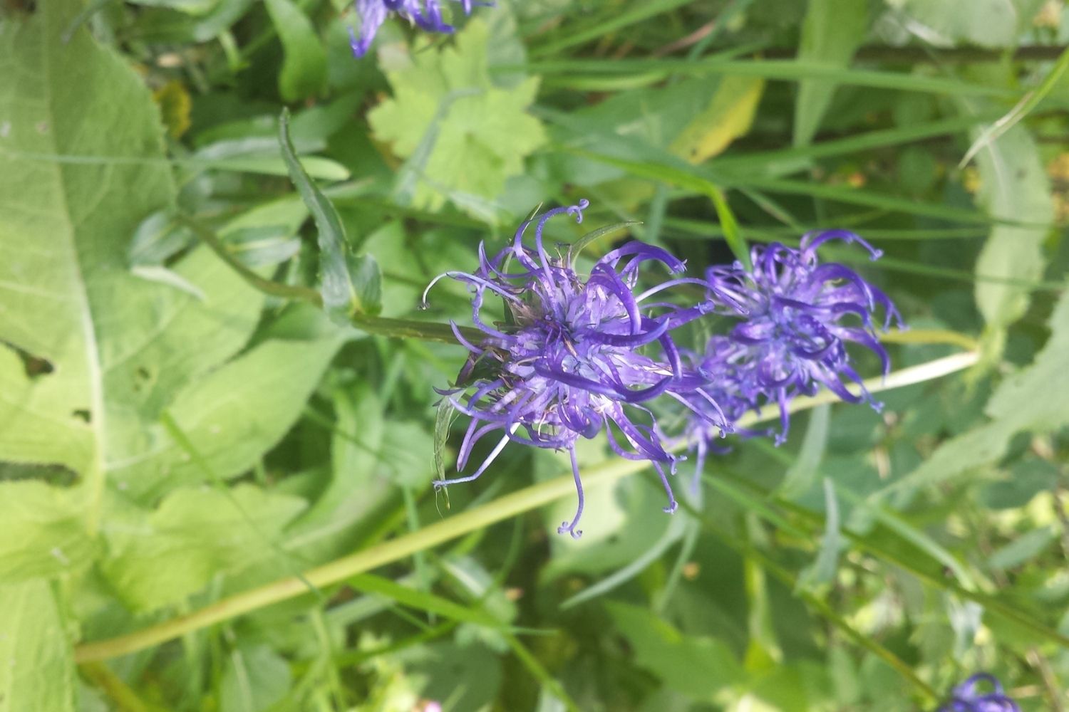 Harpagophyton : Propriétés, Bienfaits et Applications en Phytothérapie ...