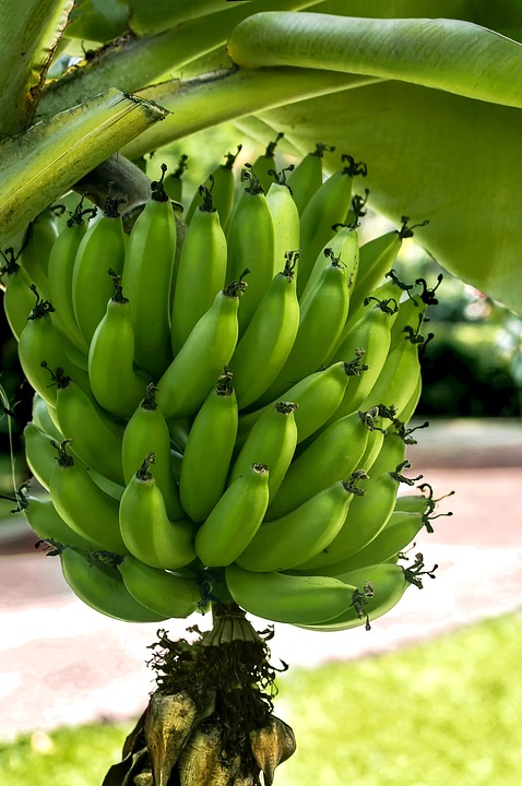 Banane plantain - Guide des Aliments de A à Z - France Minéraux